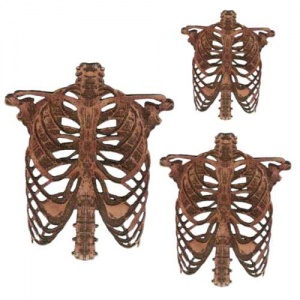 Rib Cage MDF Wood Shape